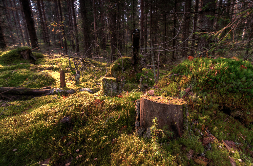 Survival Skills: 8 Best Uses for a Fallen Tree — Summit Zero